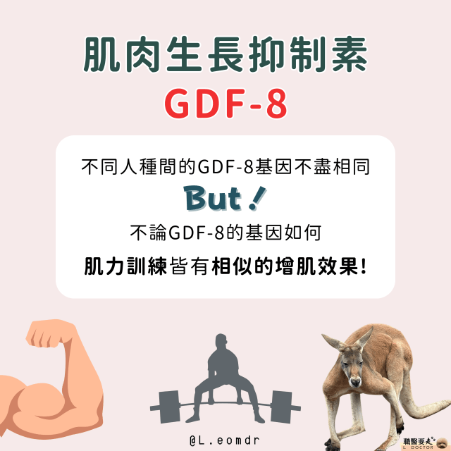 袋鼠強壯的秘訣！認識「肌肉生長抑制素」GDF-8 – 職醫要走